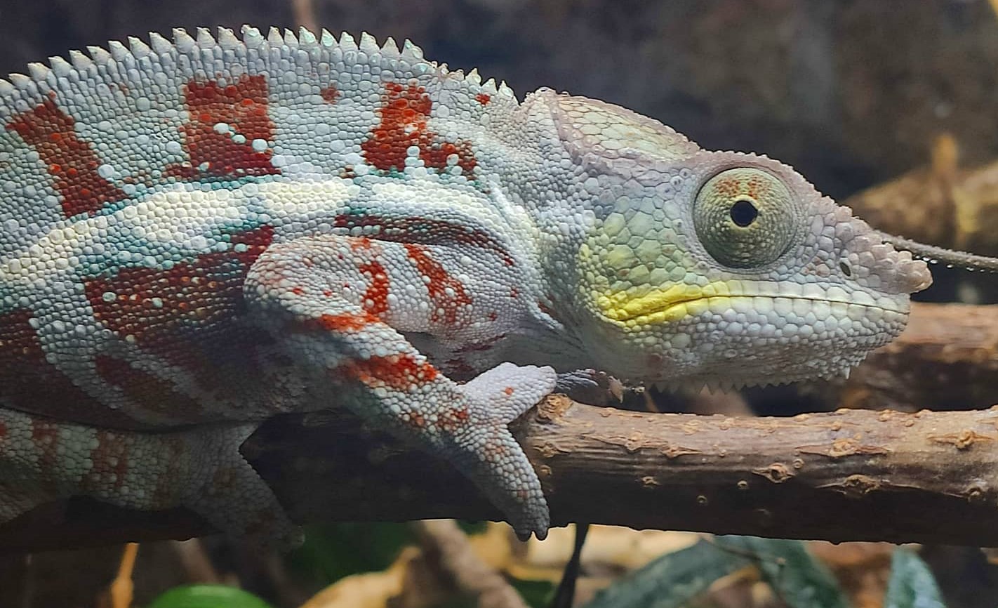 Le Micro Zoo de Saint-Malo – Les Secrets de Saint-Malo